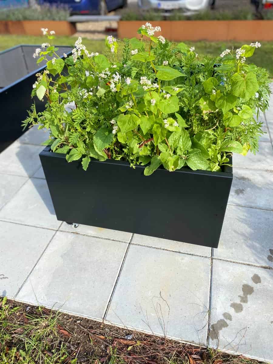 Plantekasser til have og terrasse - Se vores udvalg